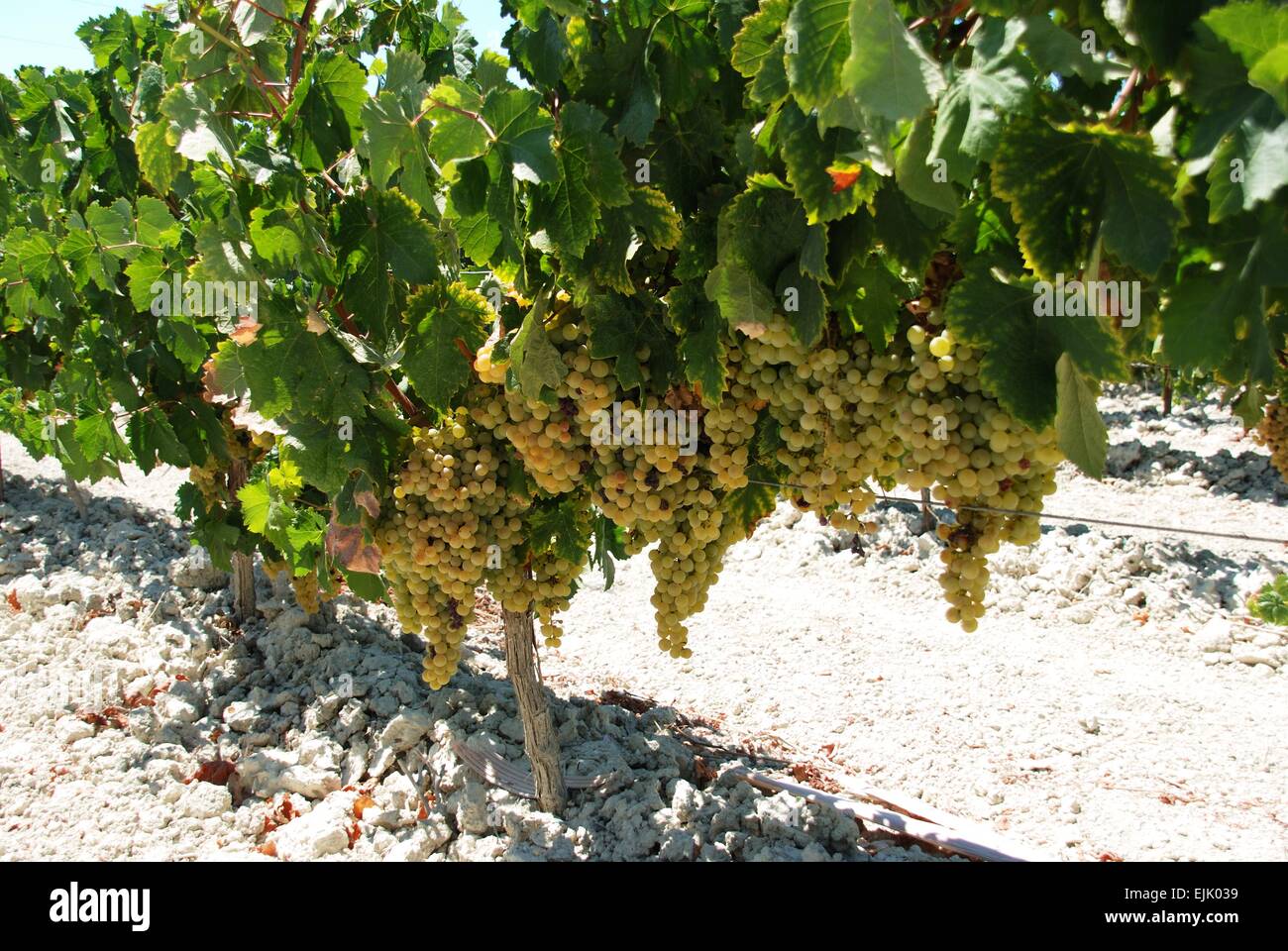 Jerez grapes hi-res stock photography and images - Alamy