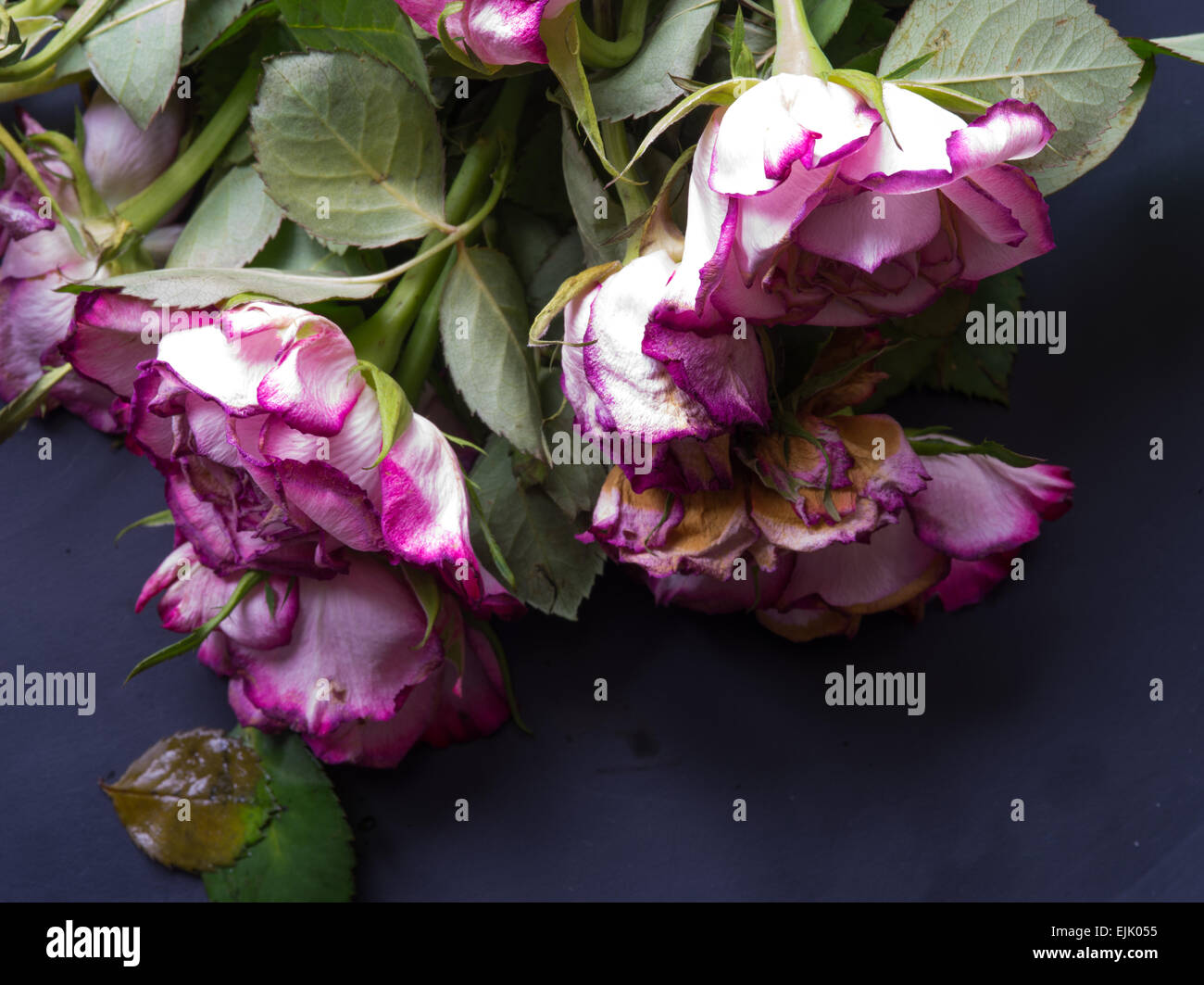 Blown roses hi-res stock photography and images - Alamy