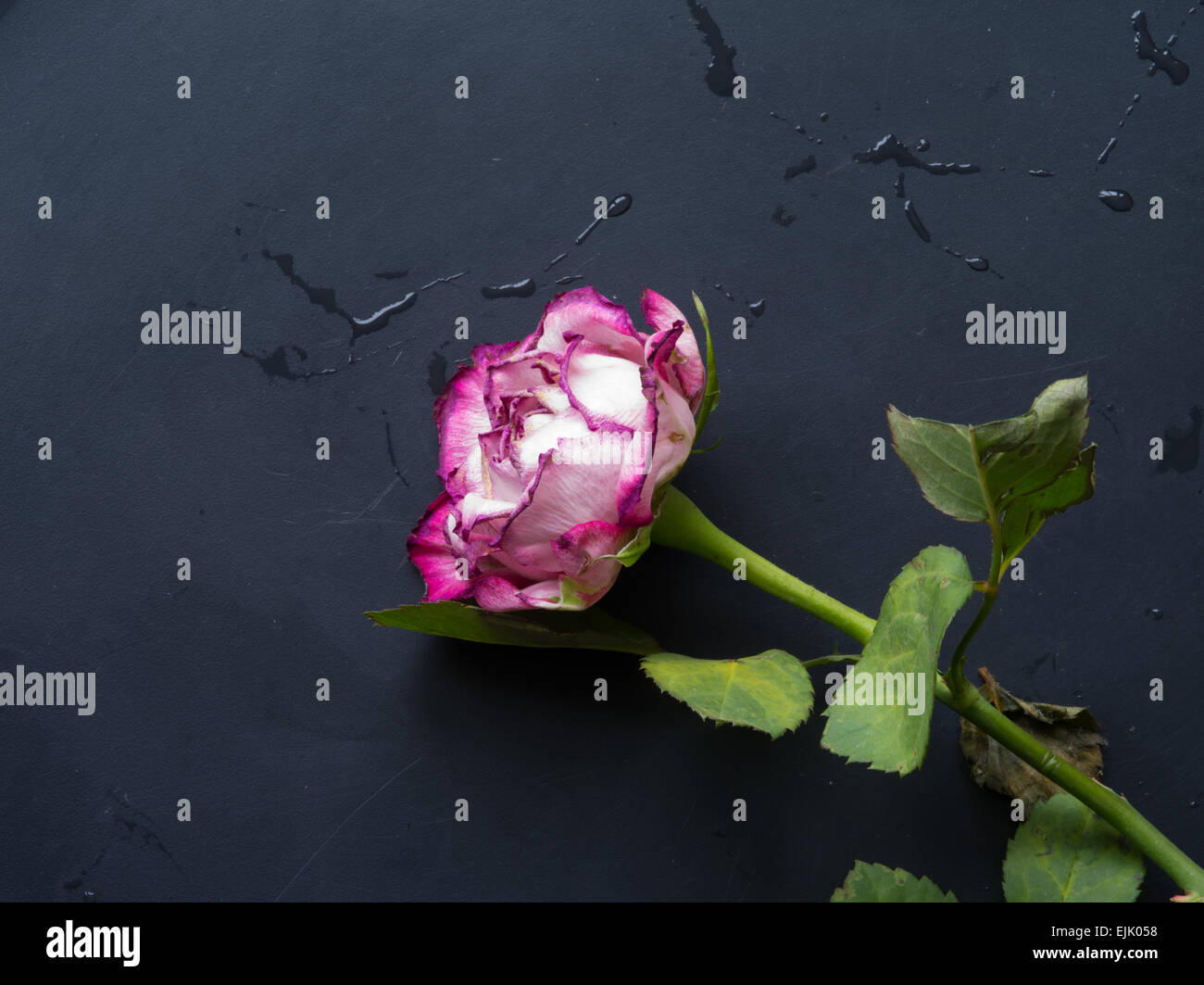 Faded bloom hi-res stock photography and images - Alamy