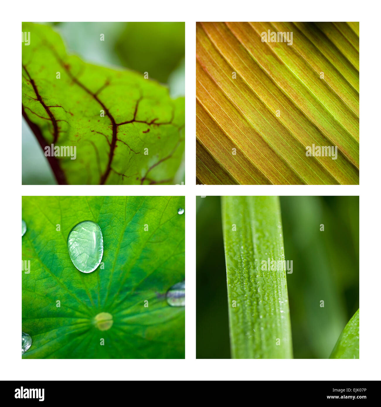 Leaves collage hi-res stock photography and images - Alamy