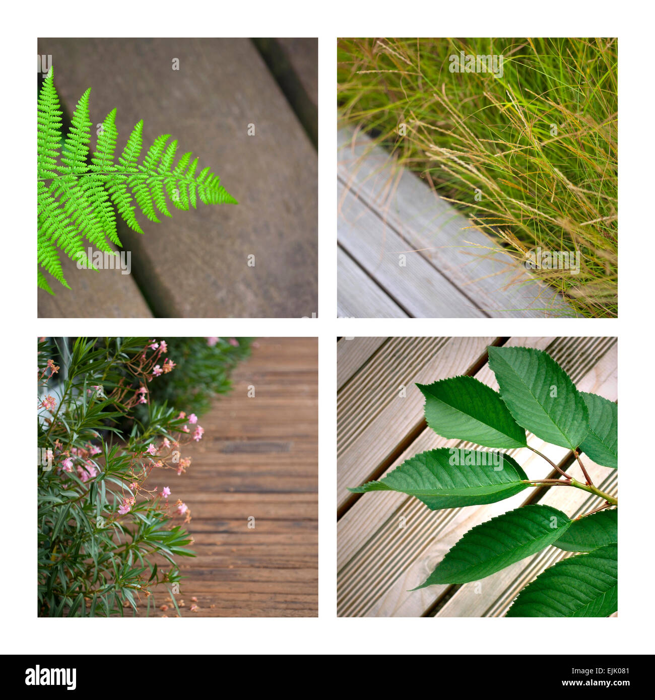 Collage of plants on wooden terraces Stock Photo - Alamy