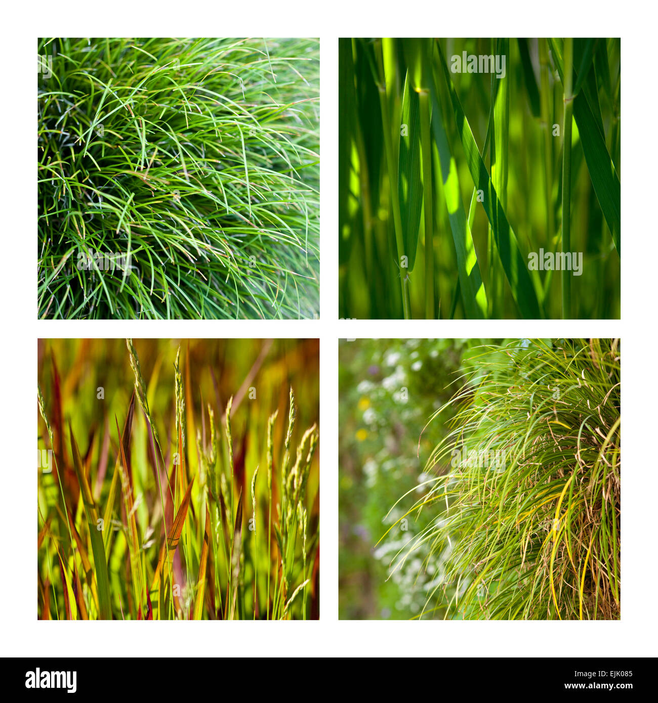 Collage of various grass in a garden Stock Photo - Alamy
