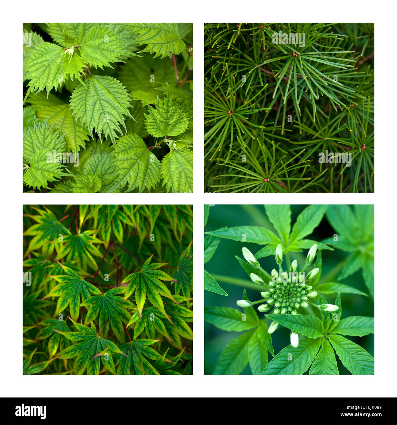 Texture plants leaves Cut Out Stock Images & Pictures - Alamy