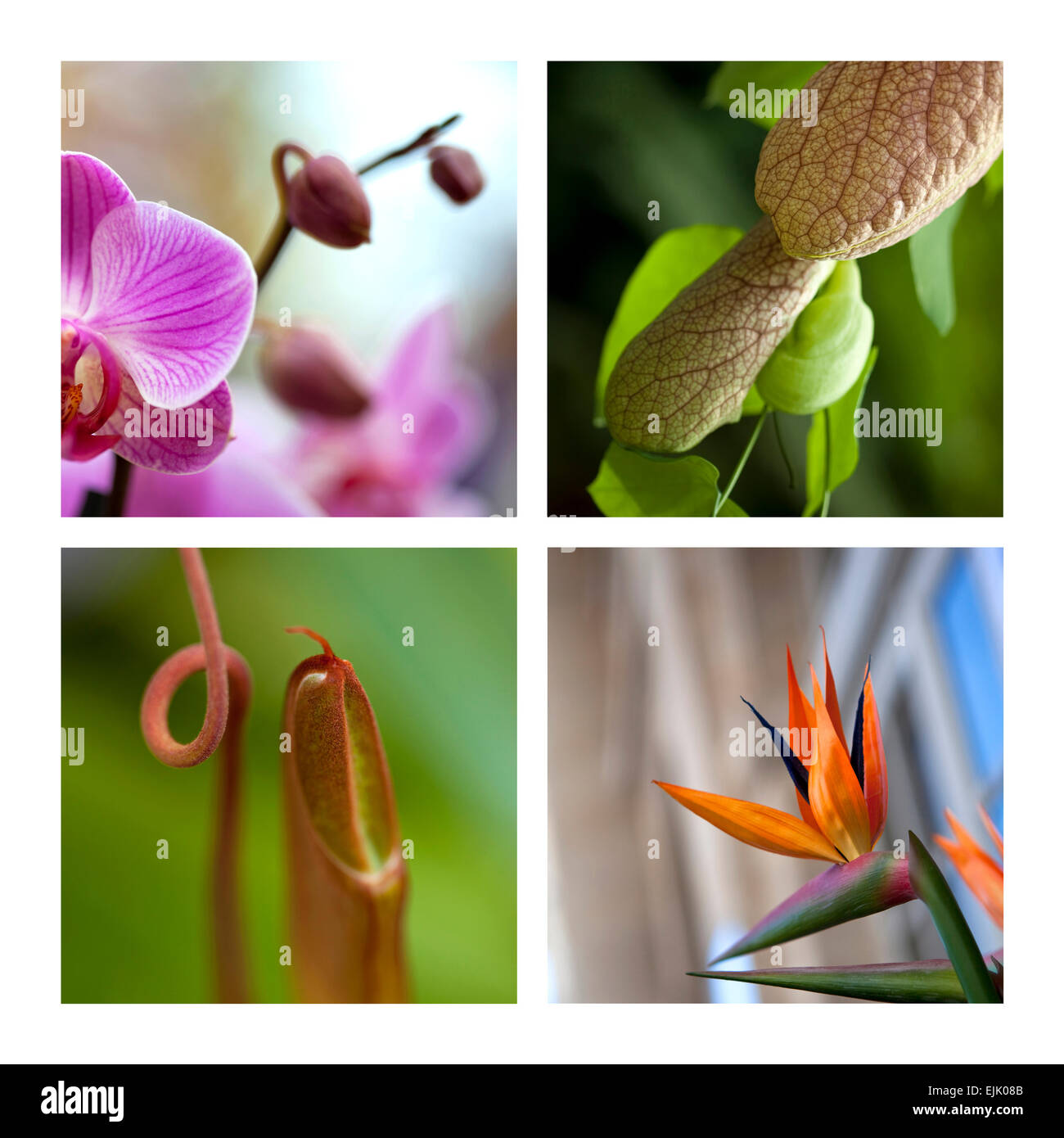 Collage of exotic and carnivorous plants Stock Photo - Alamy