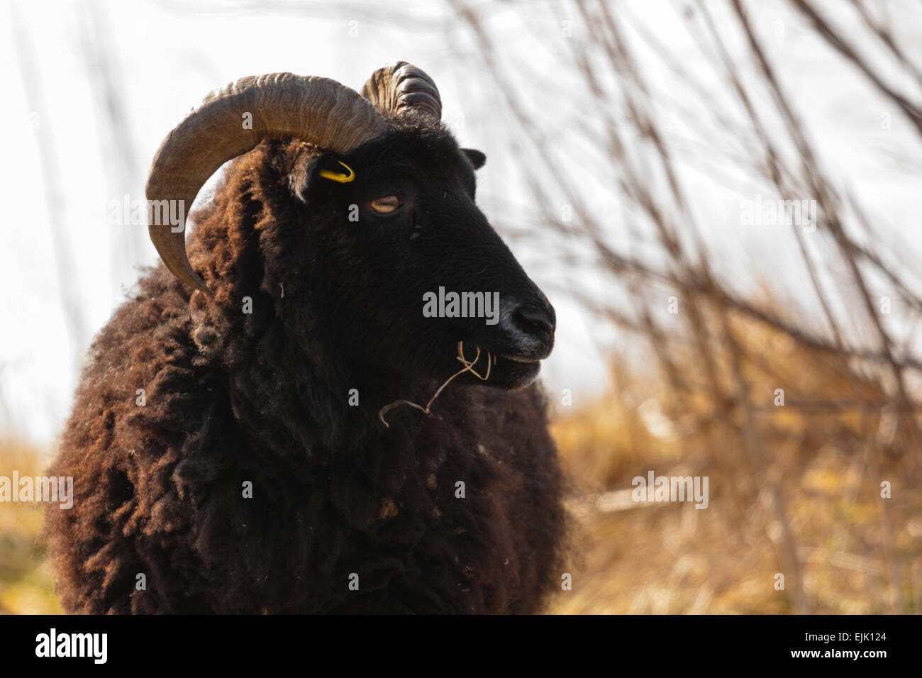 One of the rare-breed sheep grazing on the grass at Summer Leys nature ...