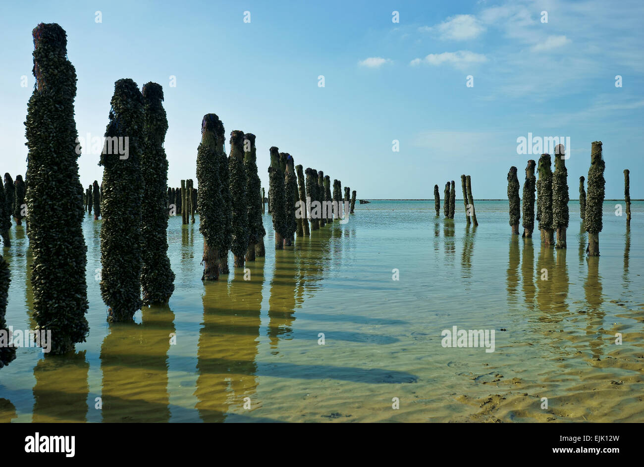 Breeding mussels hi-res stock photography and images - Alamy