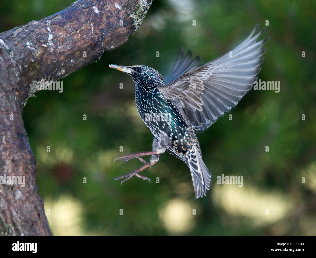 Starling Winter Plumage High Resolution Stock Photography and Images ...