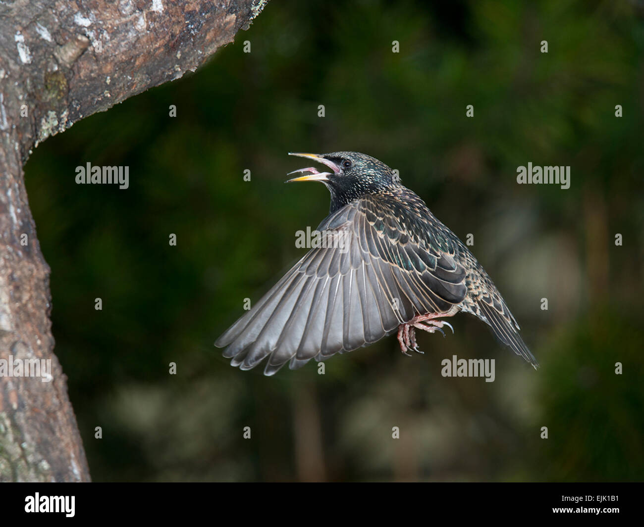 Starling winter plumage hi-res stock photography and images - Alamy