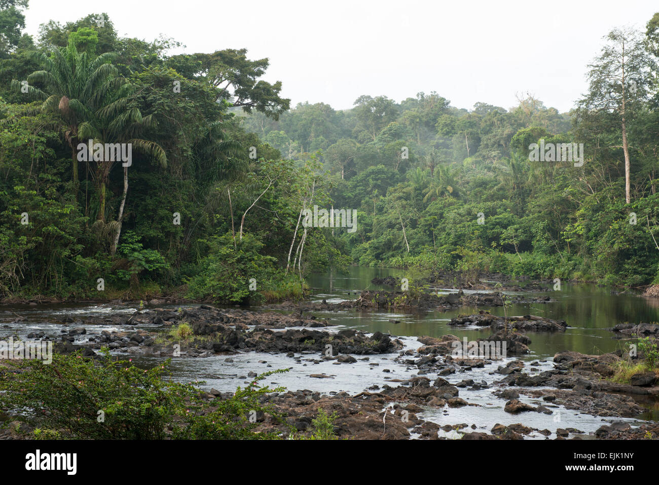 Nickerie Suriname River My Beloved Nickerie