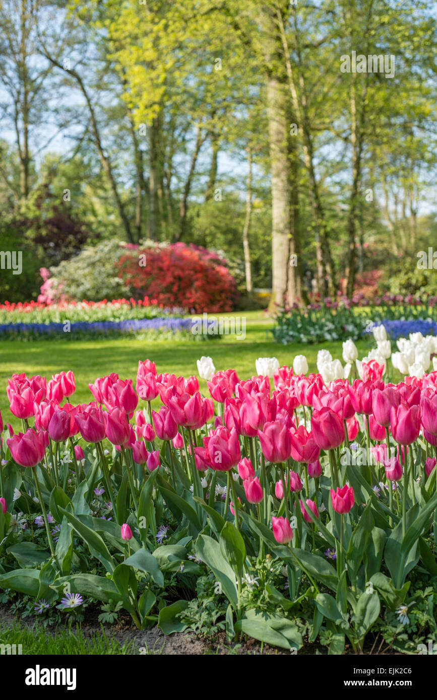 Spring flower beds with pink and white tulips Tulipa in a park Stock ...