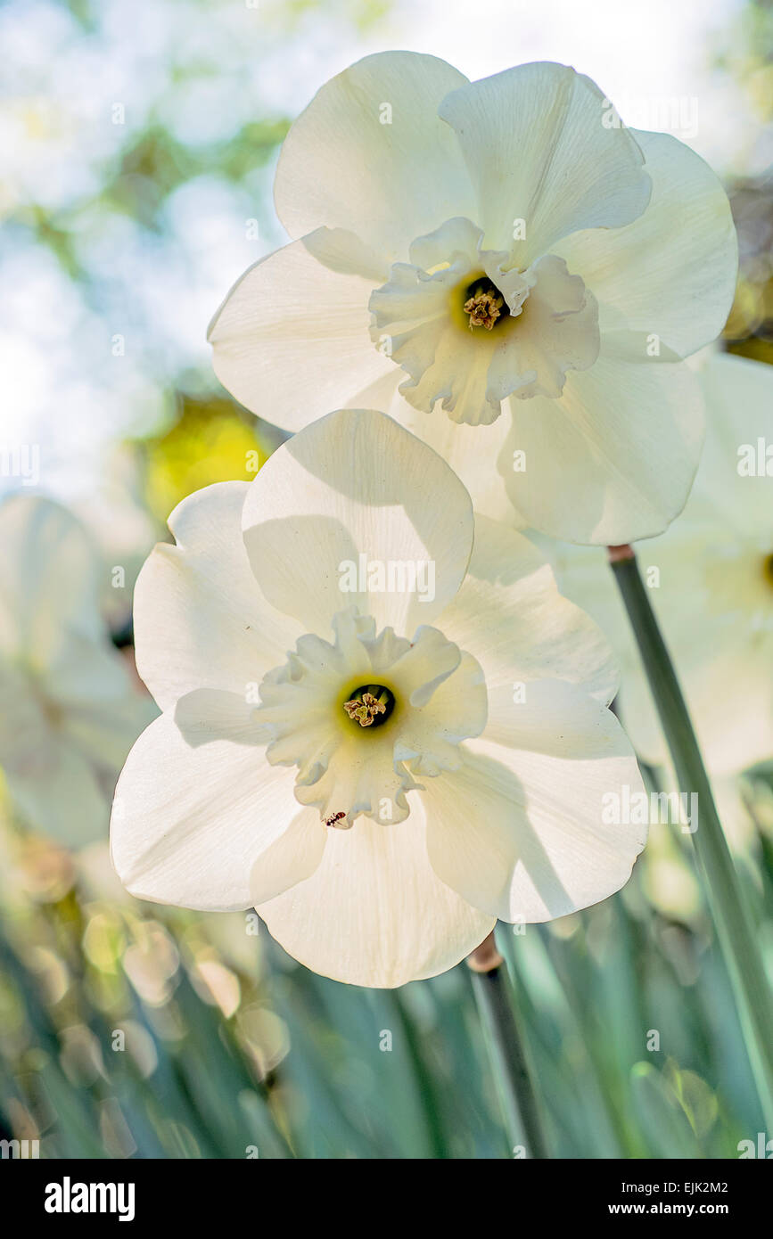 Bedding of spring flowers, bedded spring flower arrangement with white ...