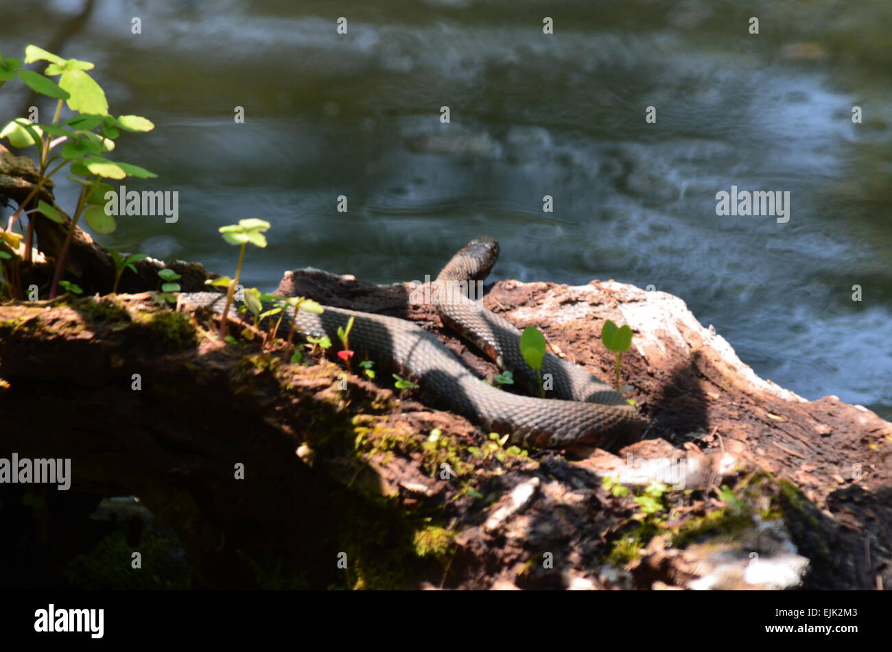 A water snake hi-res stock photography and images - Alamy