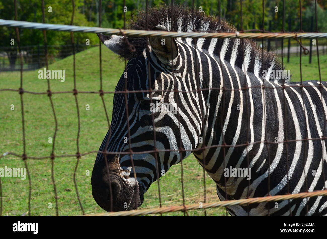 Area zebra hi-res stock photography and images - Alamy