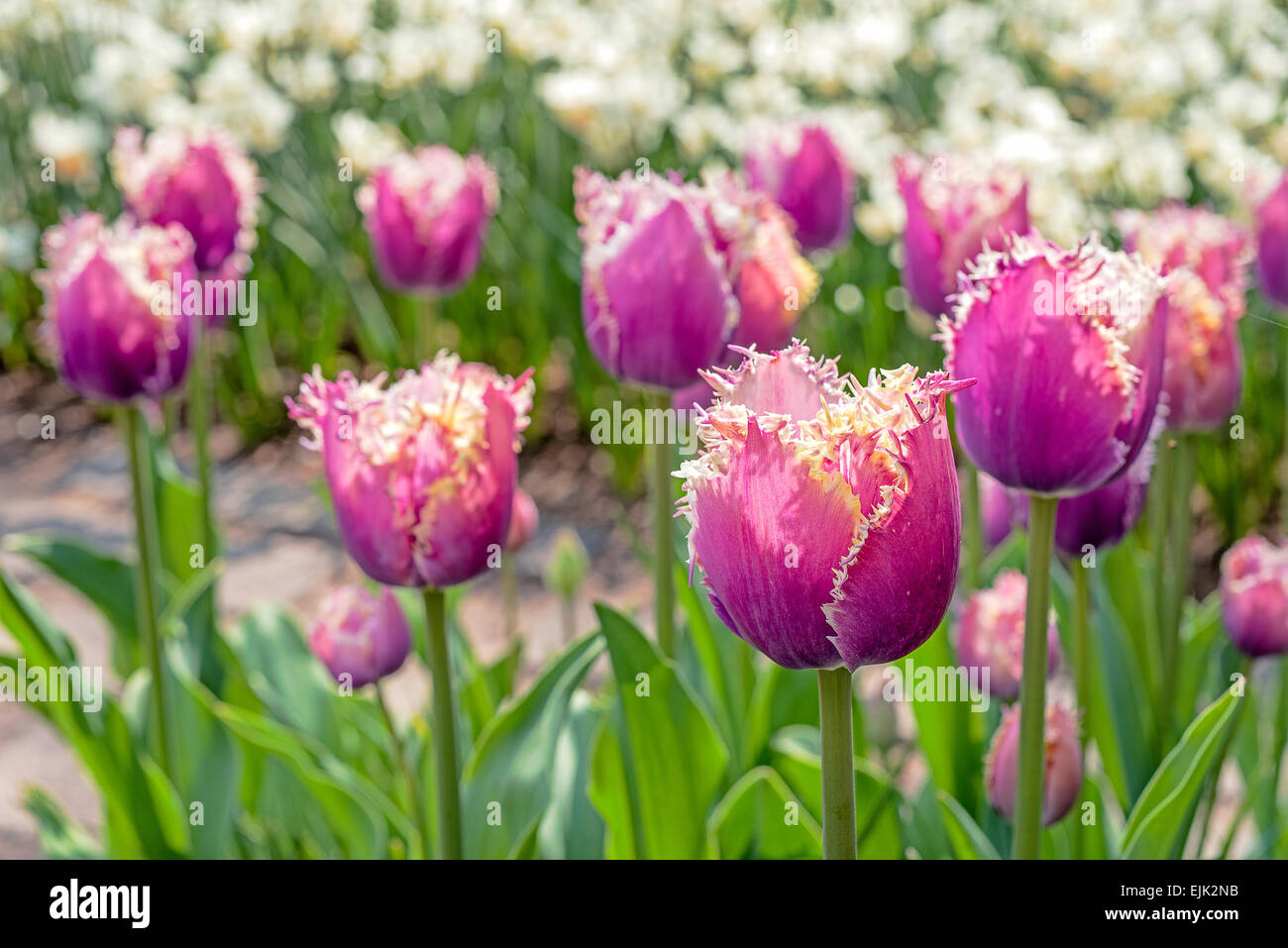 Flower bed with magenta pink and purple tulips (Tulipa) in spring time ...