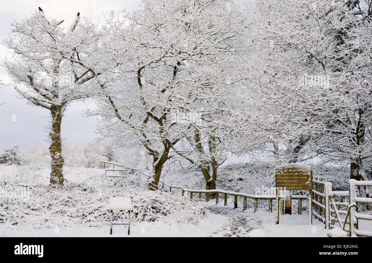 Winter scene at Castle Ring with snow and frost clinging to trees on ...