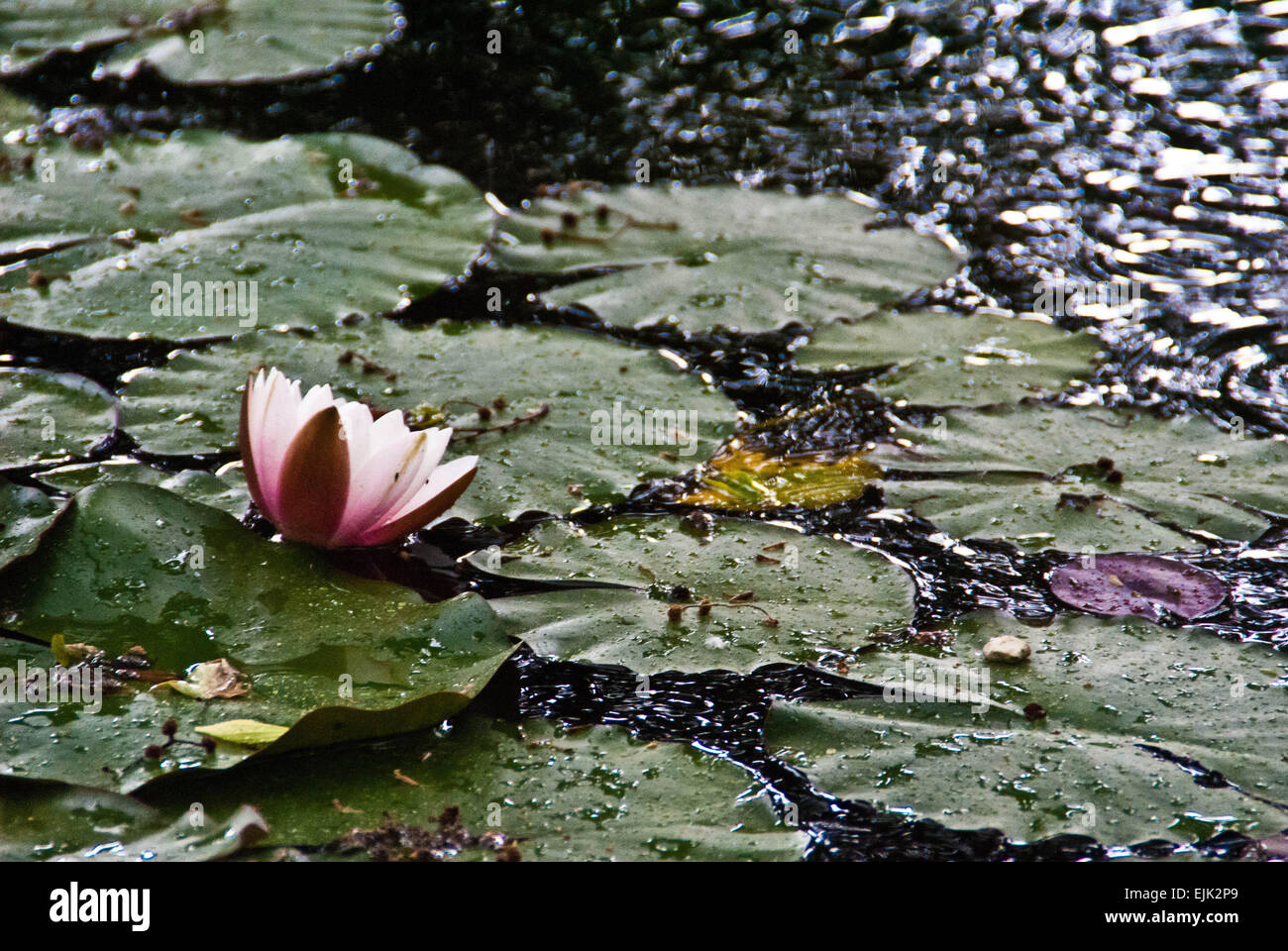 Florence lily hi-res stock photography and images - Alamy