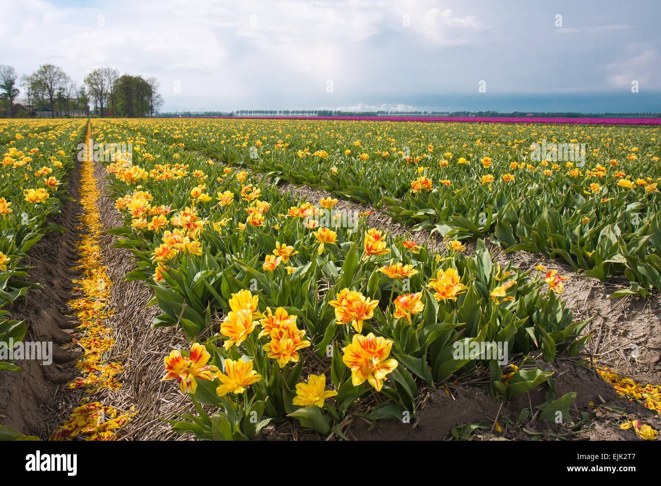 Spring sunset in dutch fields hi-res stock photography and images - Alamy