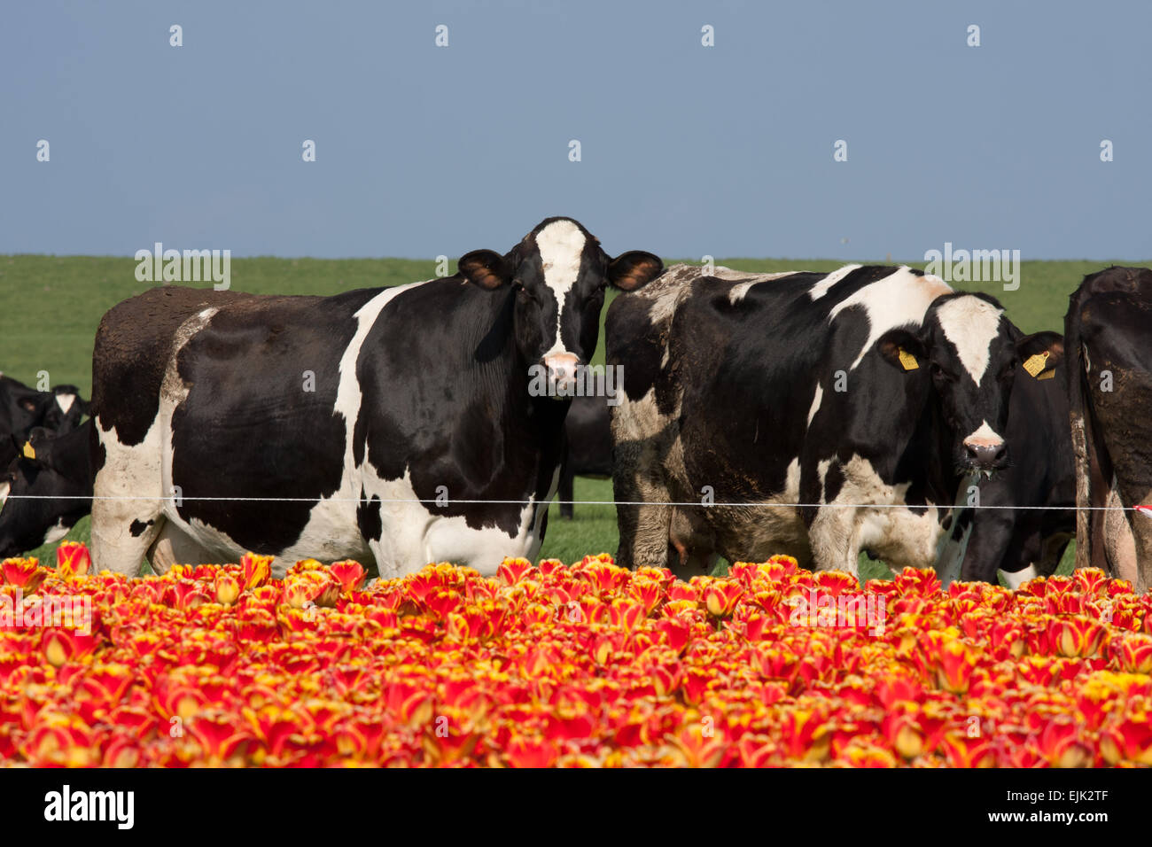 Typical Dutch picture with cows and tulips Stock Photo - Alamy