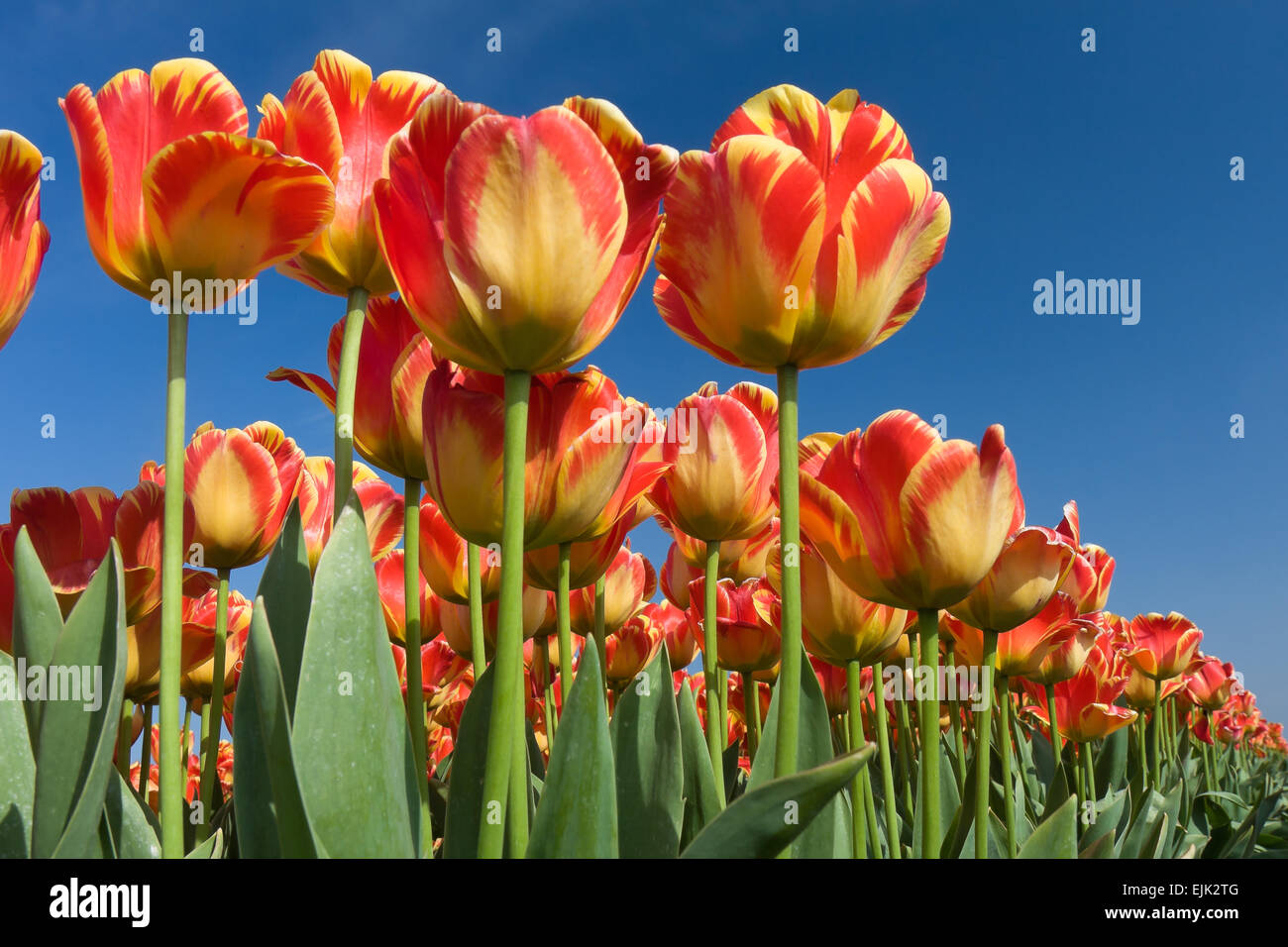 Typical Dutch picture with cows and tulips Stock Photo - Alamy
