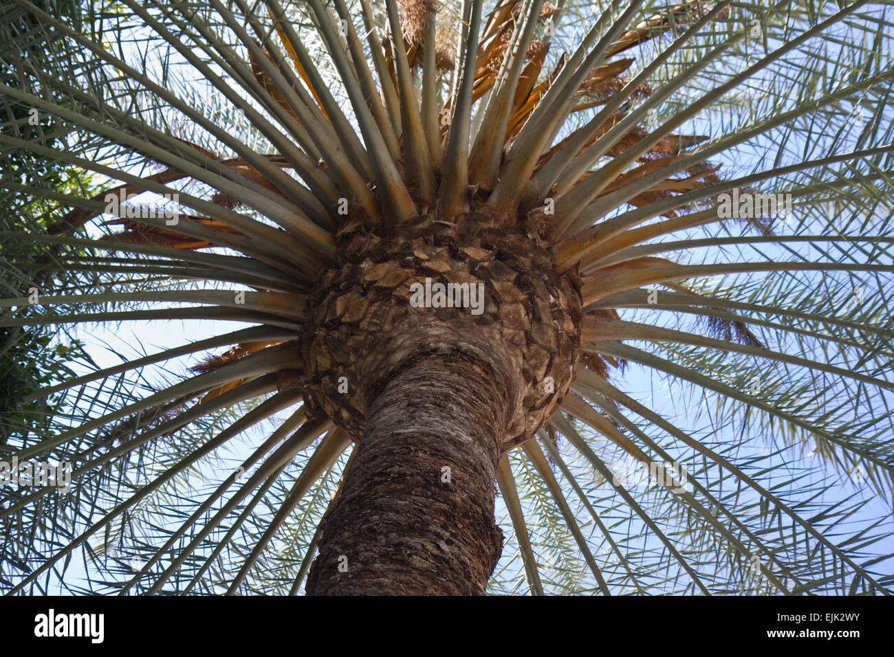 Facing a big palm tree al La Palma, Canary Islands Stock Photo - Alamy