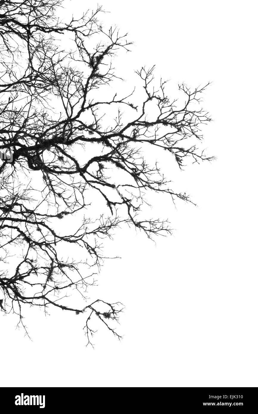 Black and white tree margin with twigs and white sky Stock Photo - Alamy