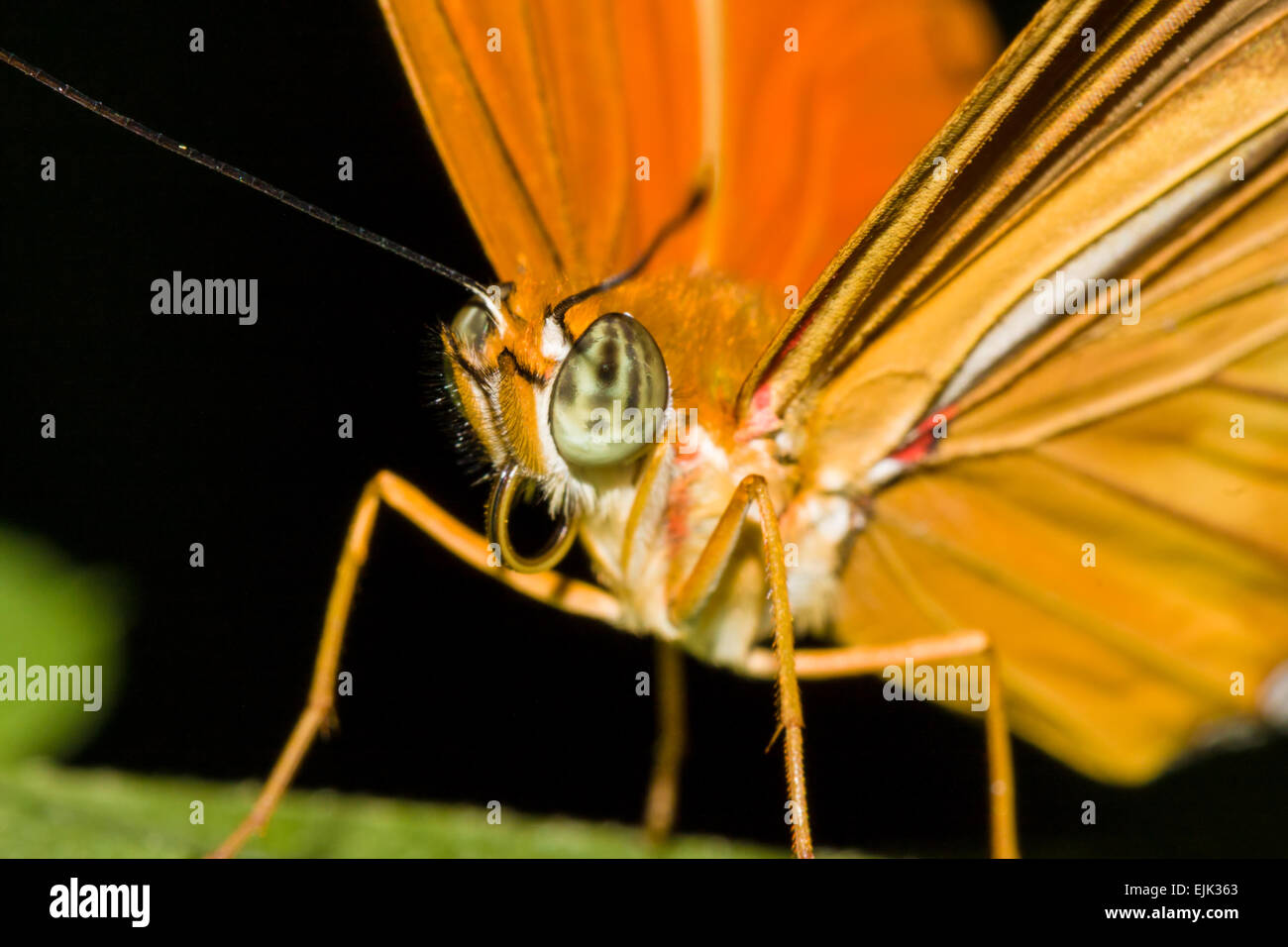 Butterfly Compound Eye Facet High Resolution Stock Photography and ...