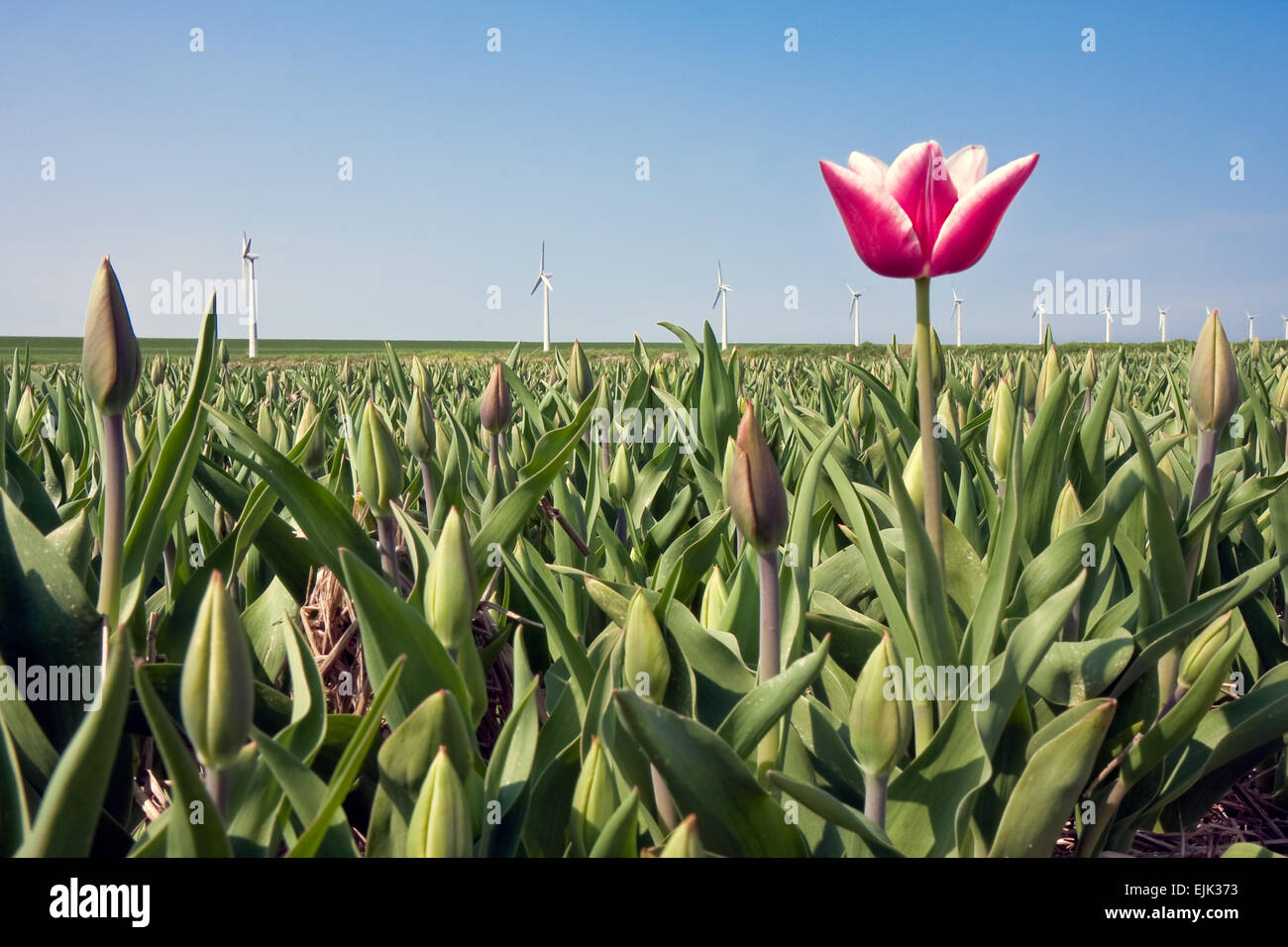 First Dutch tulip in springtime Stock Photo - Alamy