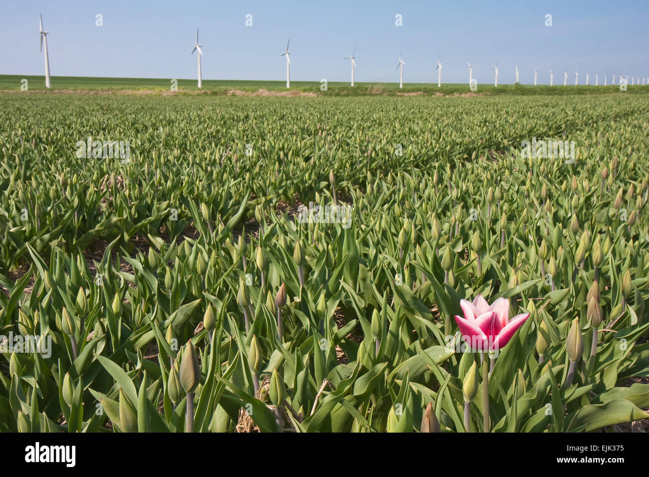 First Dutch tulip in springtime Stock Photo - Alamy