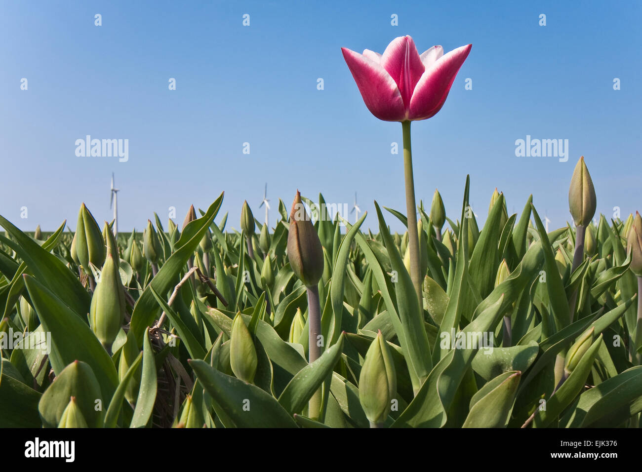 First Dutch tulip in springtime Stock Photo - Alamy