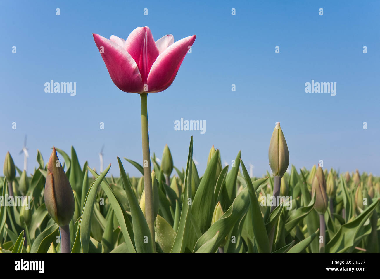 First Dutch tulip in springtime Stock Photo - Alamy