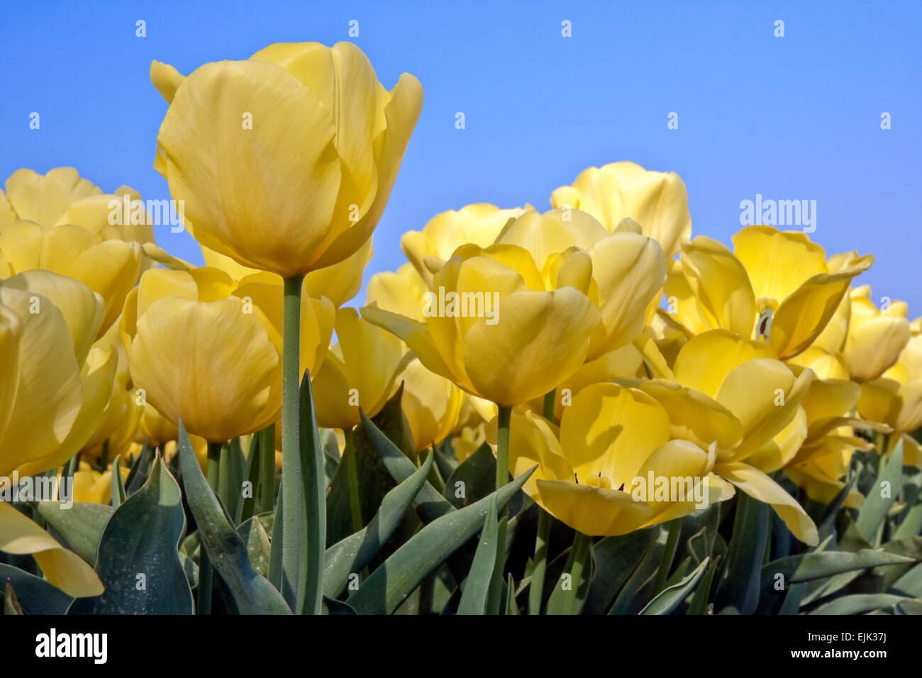 Beautiful yellow tulips from the Netherlands Stock Photo - Alamy