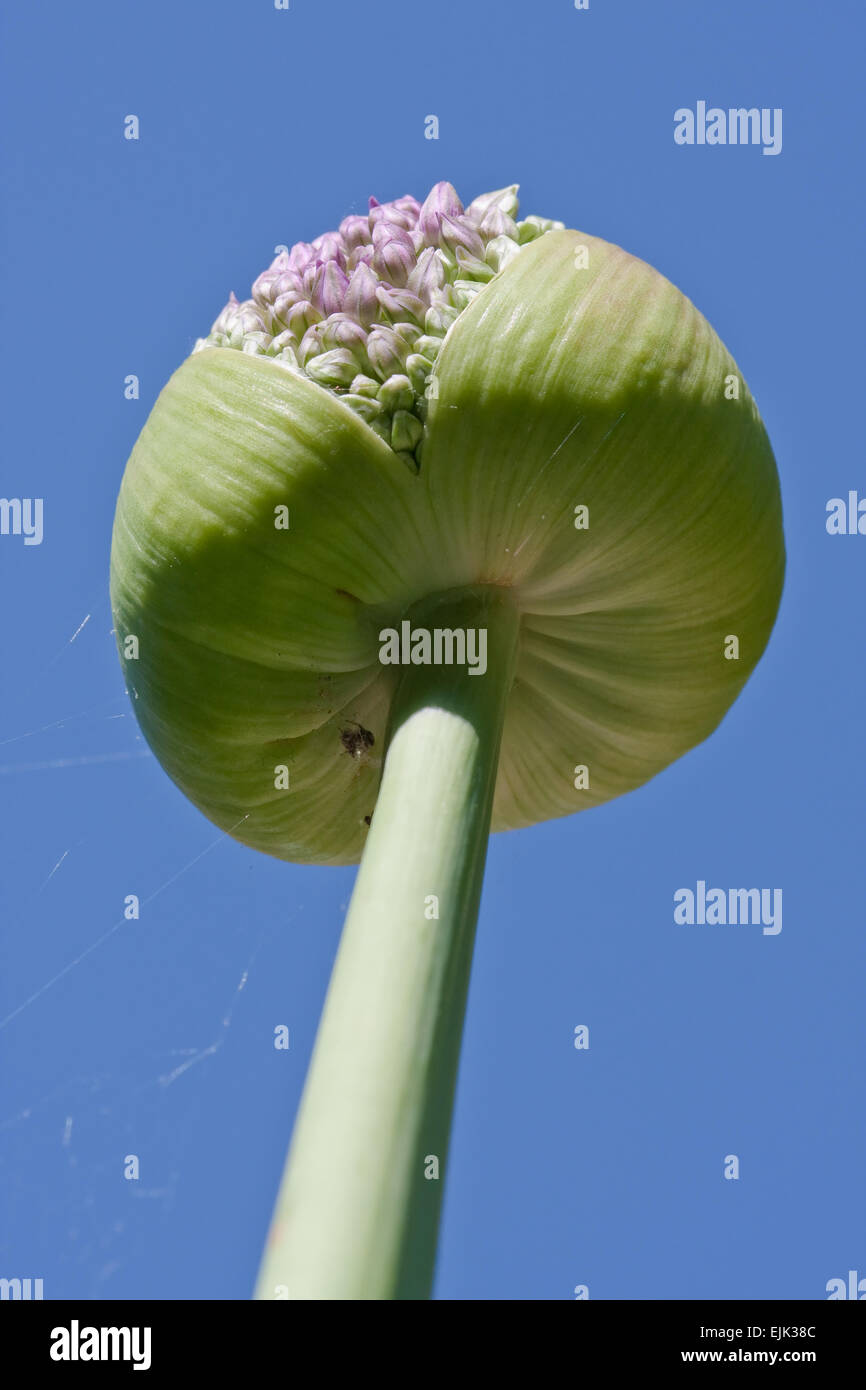 Allium flower, just before blooming against the blue sky Stock Photo ...