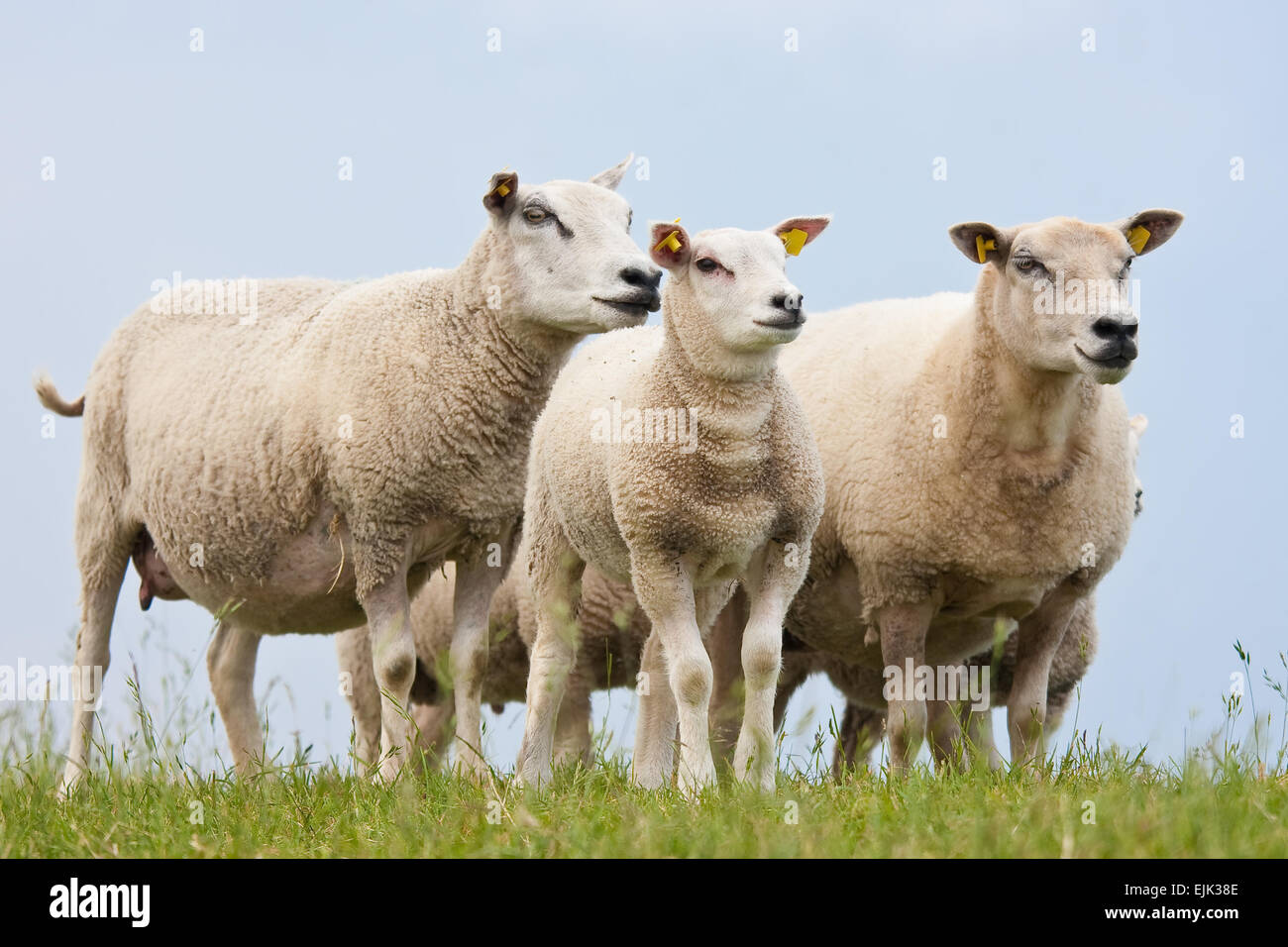 Cattle offspring hi-res stock photography and images - Alamy