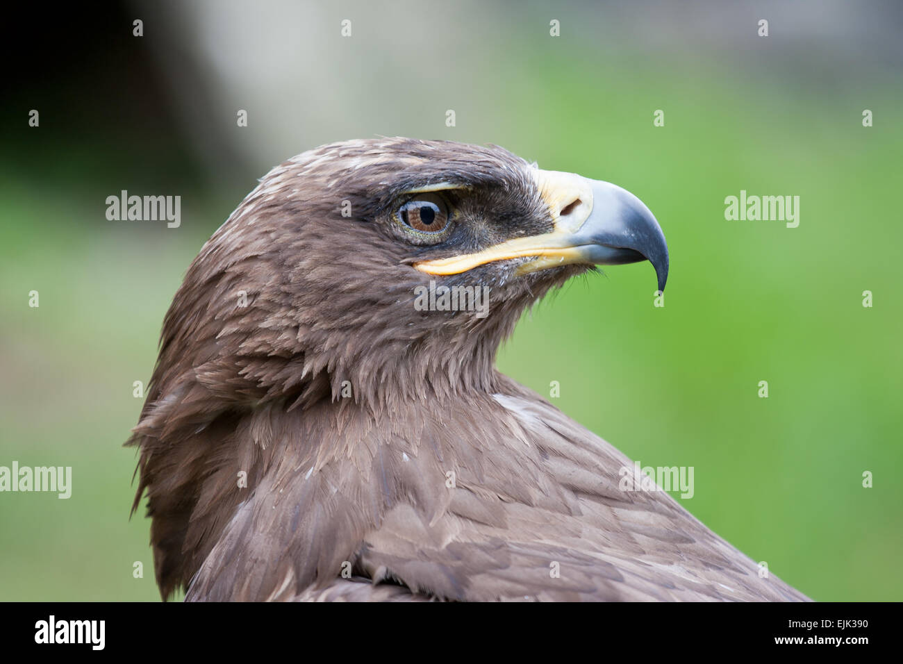 Profile of a hawk, watching for prey Stock Photo - Alamy