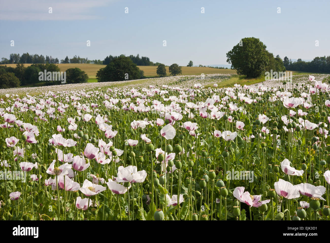 Beautiful field of poppys in full bloom, Czech Republic Stock Photo - Alamy