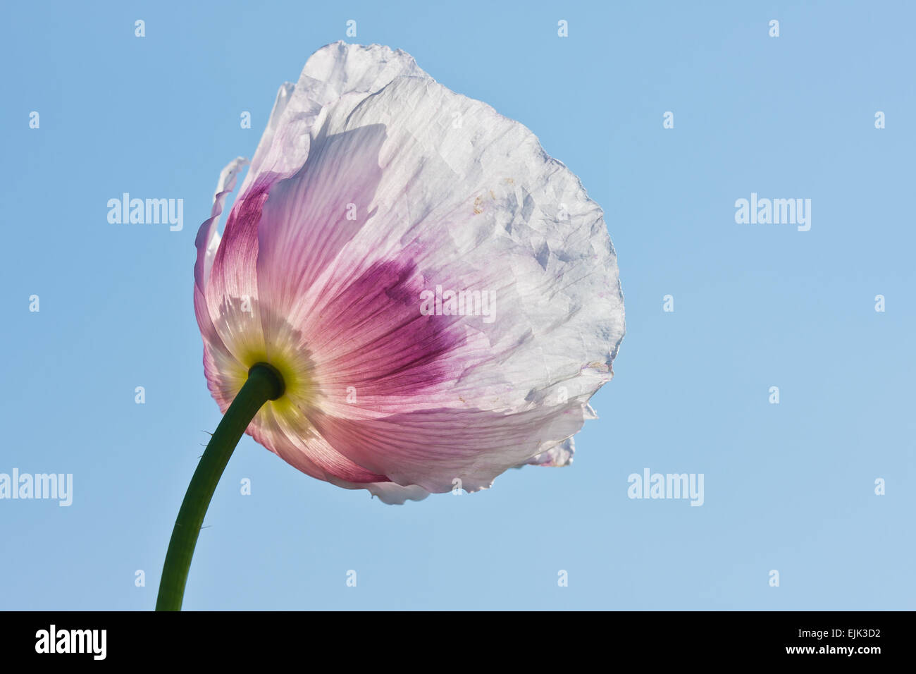 Transparent white poppy facing the sky in Czech Republic Stock Photo ...