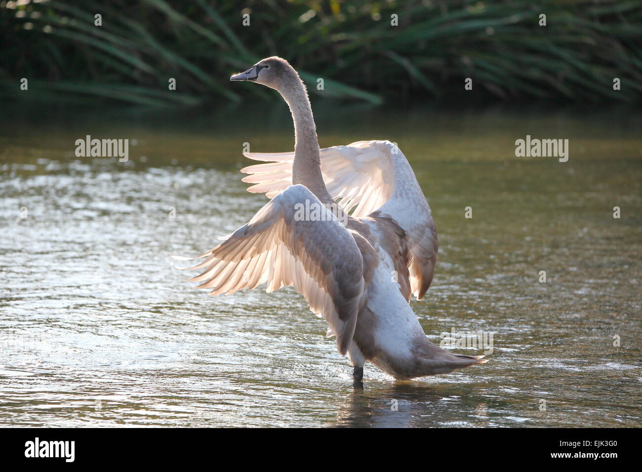 Cygnet river hi-res stock photography and images - Alamy