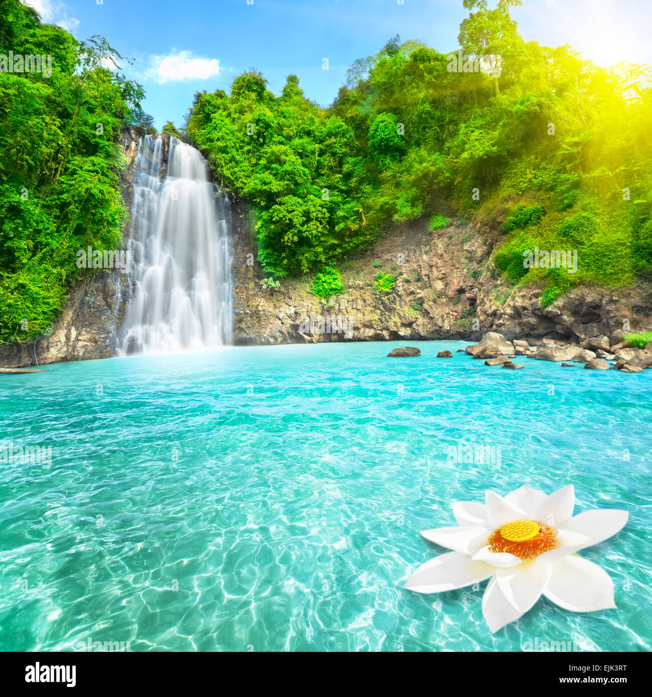 Lotus flower in waterfall pool Stock Photo - Alamy