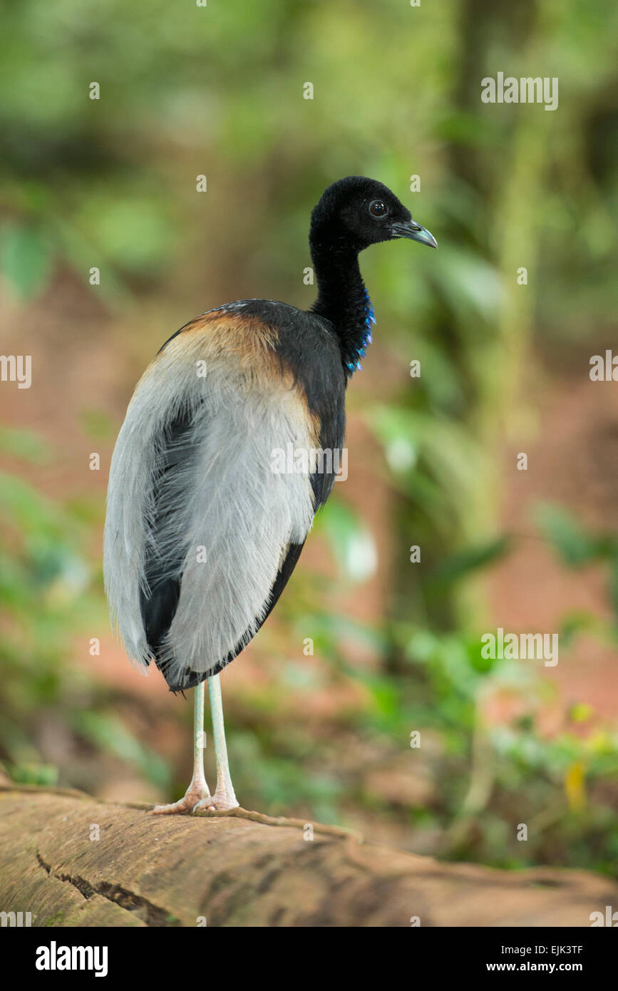 Grey-winged Trumpeter (Psophia crepitans), Brownsberg Nature Reserve ...