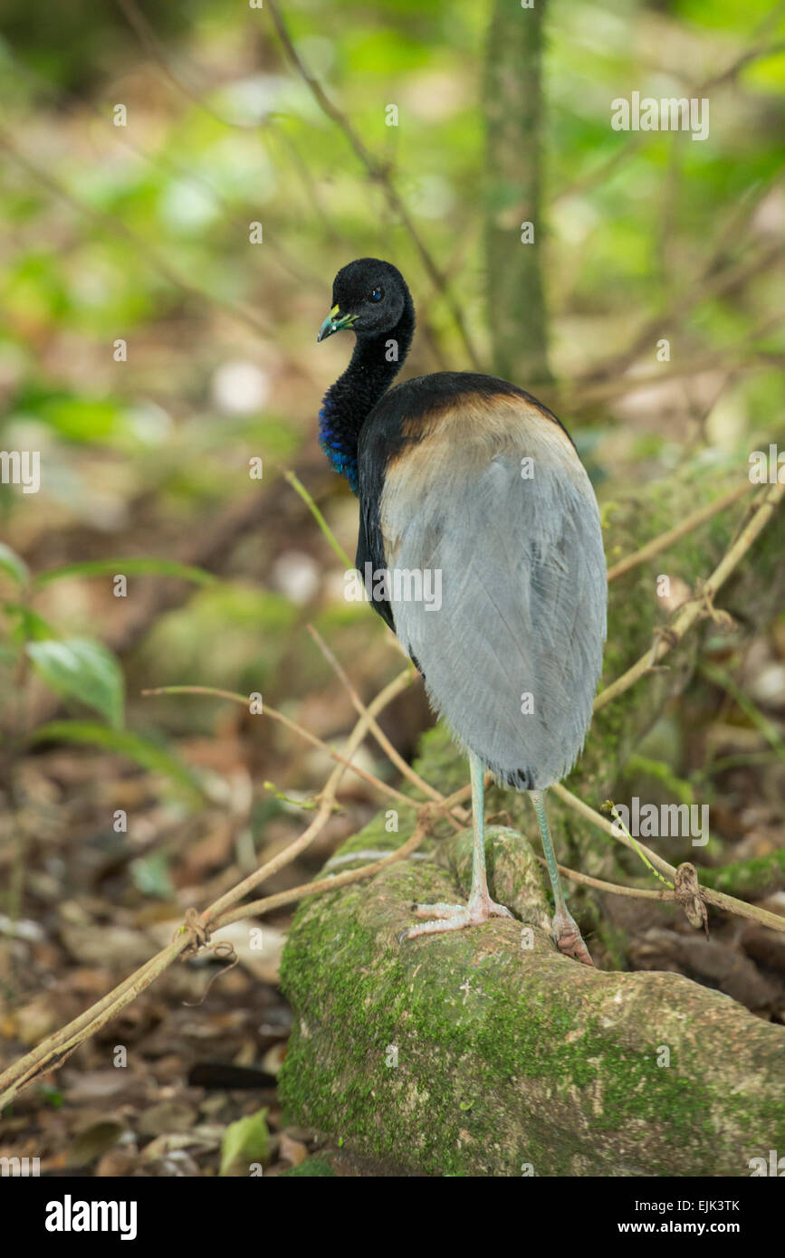 Grey-winged Trumpeter (Psophia crepitans), Brownsberg Nature Reserve ...