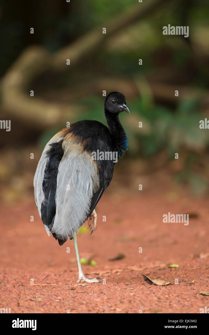 Grey-winged Trumpeter (Psophia crepitans), Brownsberg Nature Reserve ...