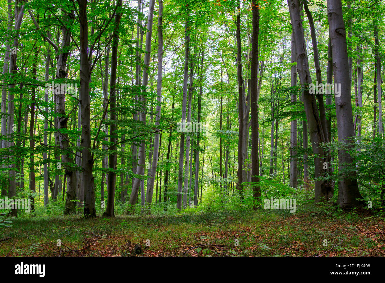 Fresh green forest in summer. Hungary Stock Photo - Alamy