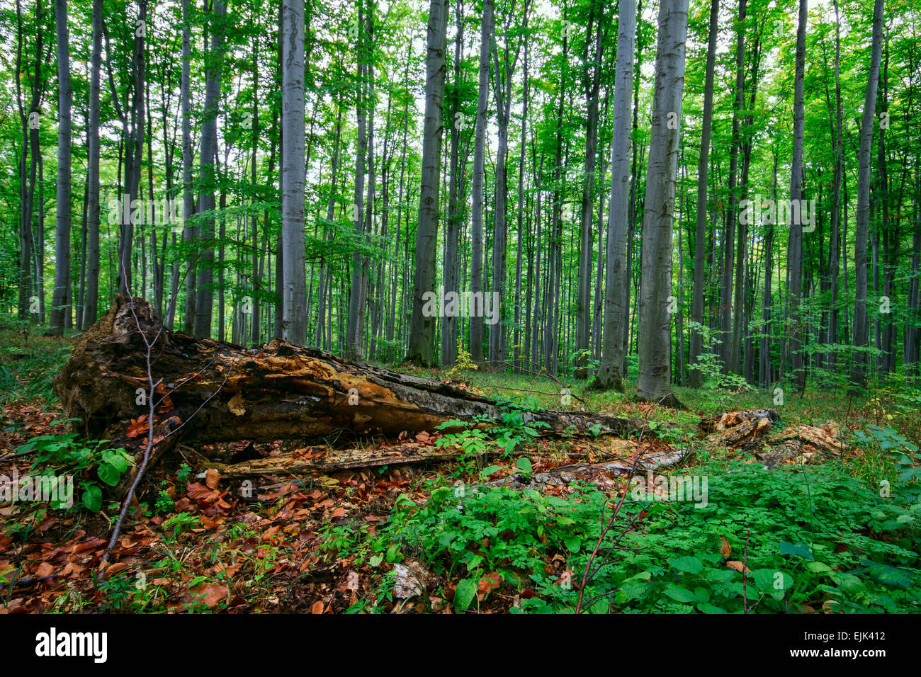 Fresh green forest in summer. Hungary Stock Photo - Alamy