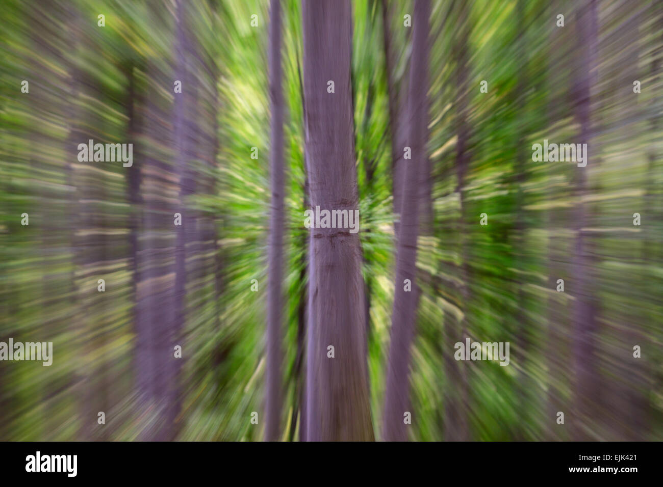 Abstract motion blur of trees in summer forest Stock Photo - Alamy