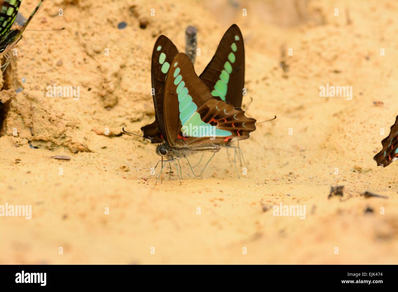 beautiful Common Bluebottle butterfly (Graphium sarpedon) on ground ...