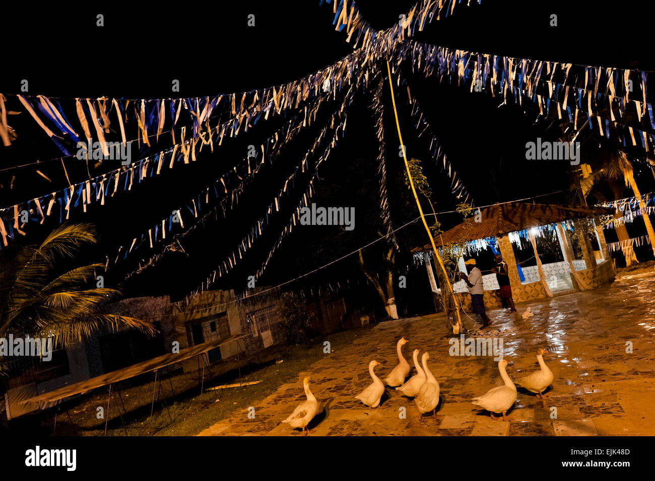 Geese walk at the ritual dance yard outside the temple (terreiro) in ...