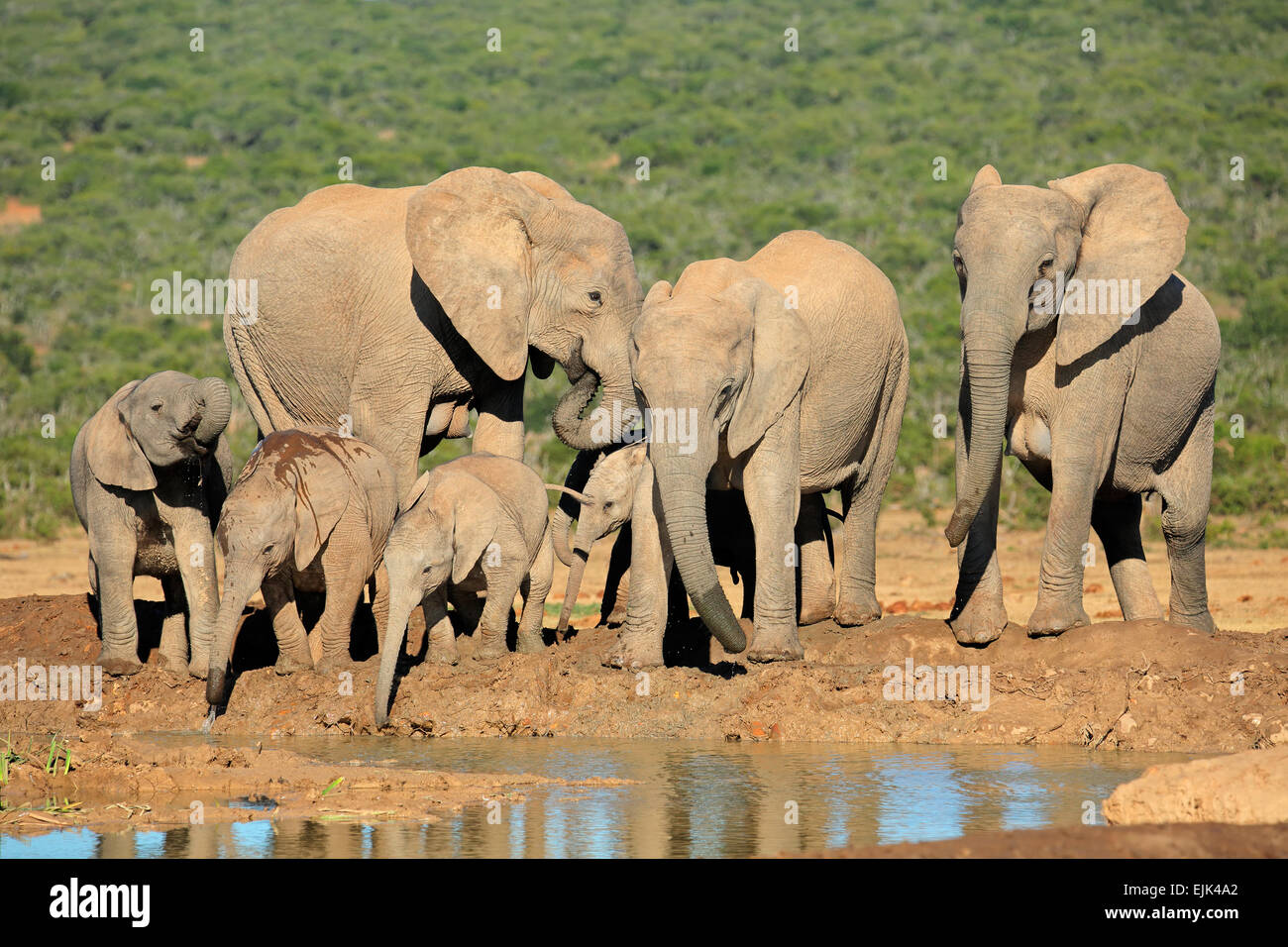 African elephant elephants hi-res stock photography and images - Alamy