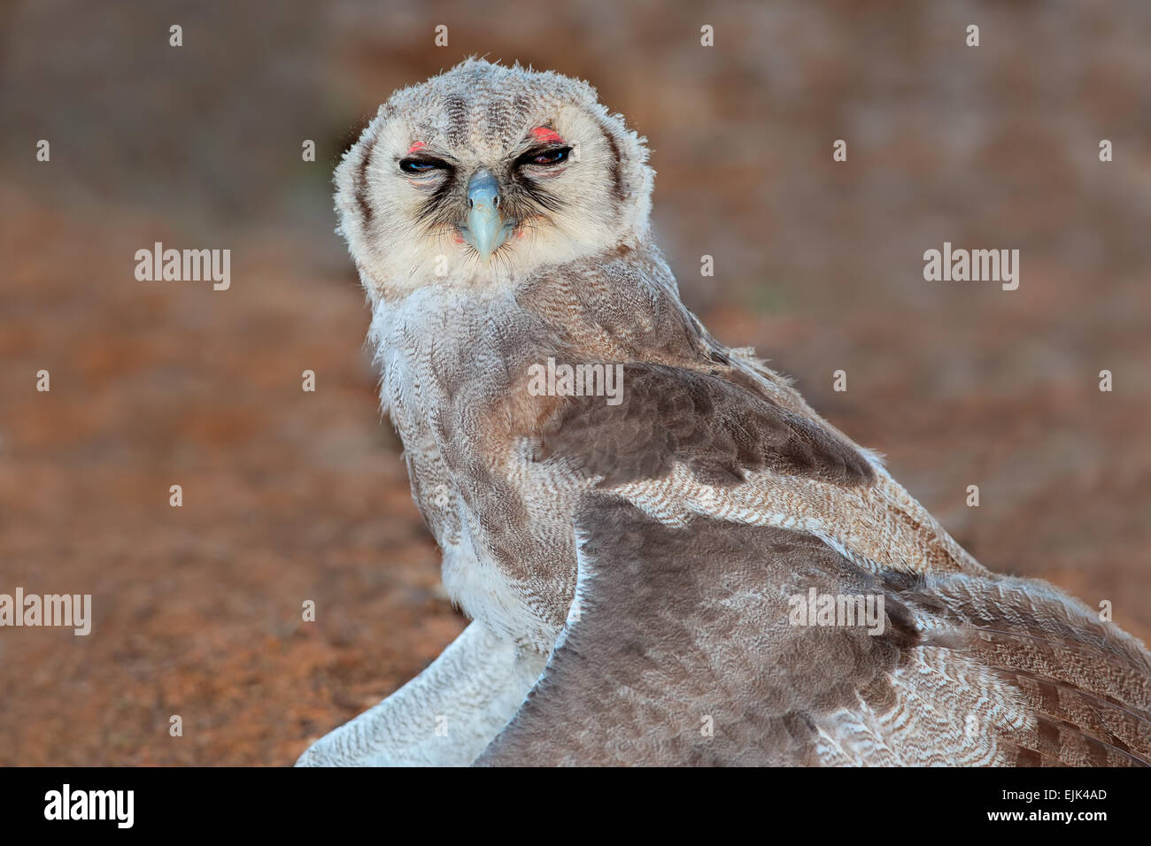 A young giant eagle-owl (Bubo lacteus) sitting with open wings, South ...