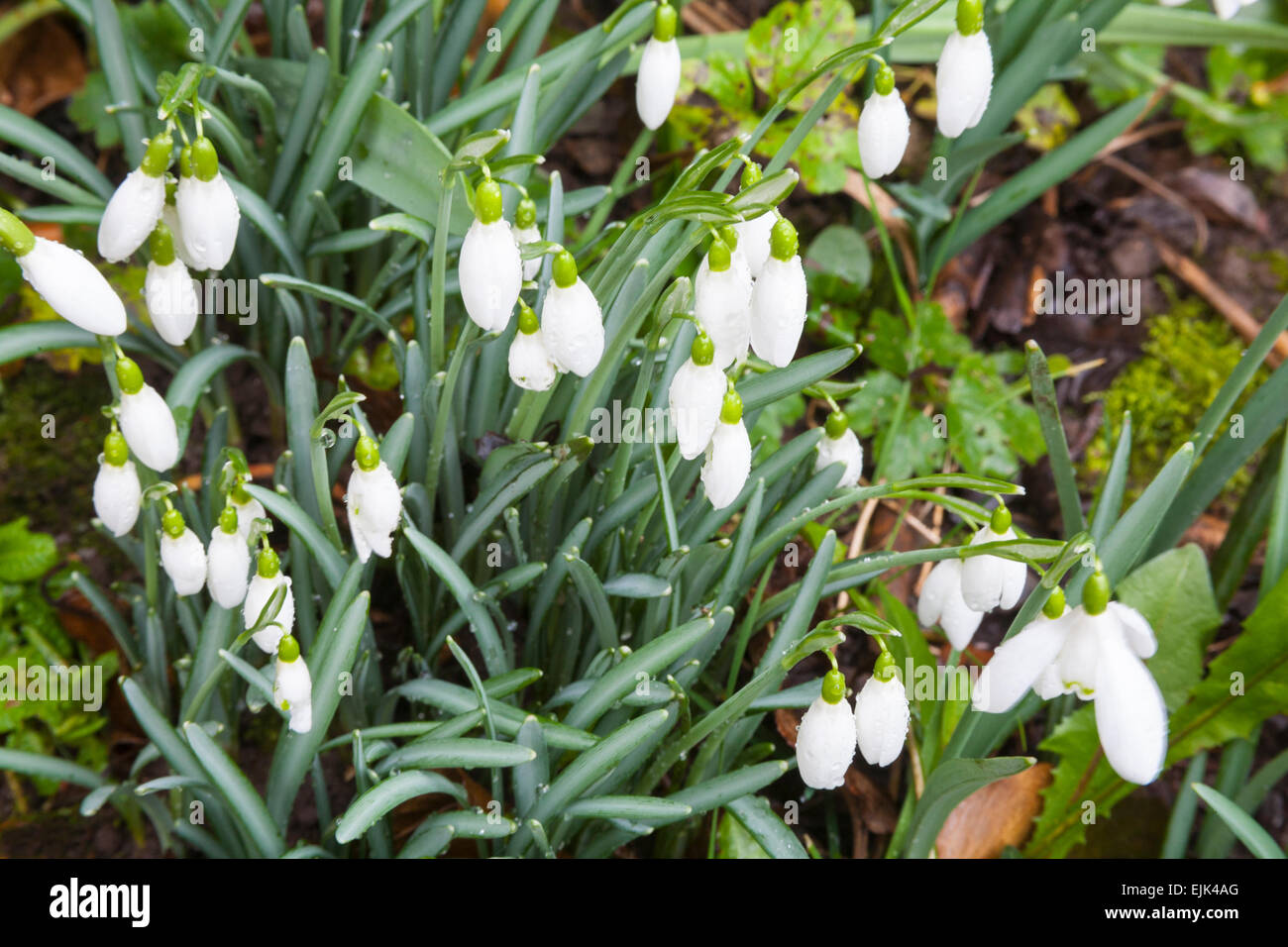 Bunch Galanthus nivalis (Common snowdrop) covered in rain drops Stock ...