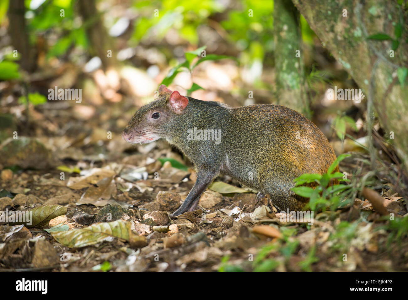 Agouti hi-res stock photography and images - Alamy